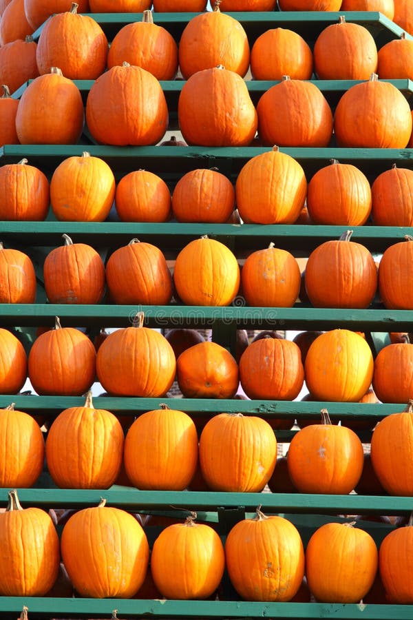 Pumpkin display stock photo. Image of harvest, fall, background - 16858486