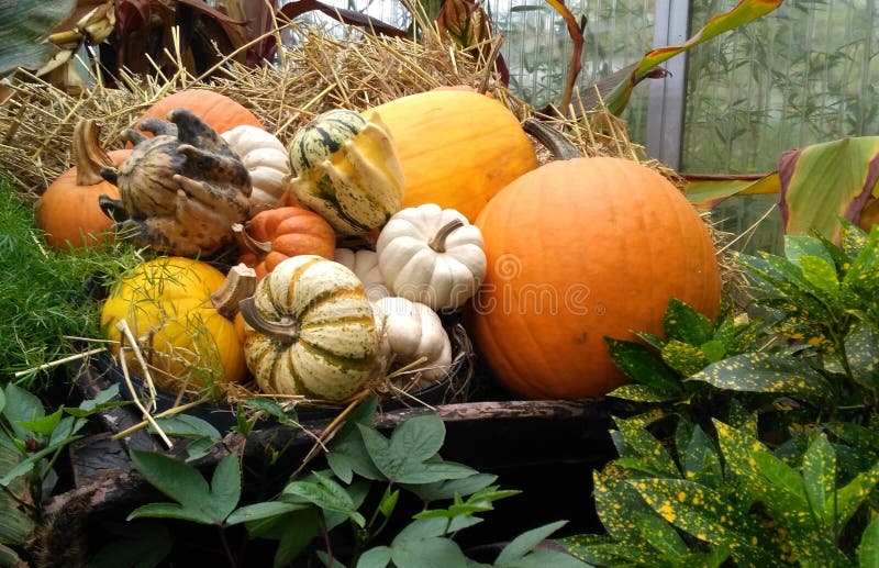 Pumpkin in fall stock photo. Image of nice, backing - 147879602
