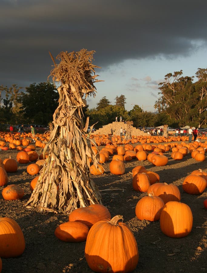 Pumpkin Farm before the Storm Stock Image - Image of cornstalk, holiday ...