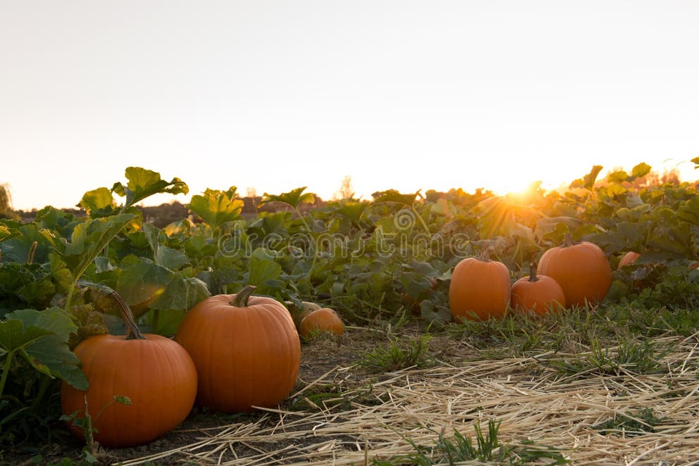 Pumpkin farm during sunset stock image. Image of fall - 34352877