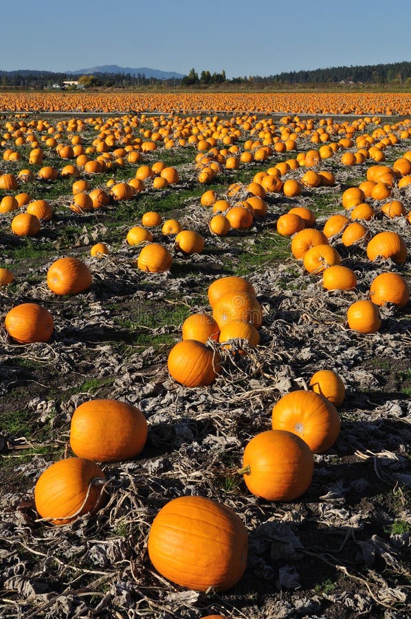 Pumpkin field at sunset stock image. Image of autumn - 20994369