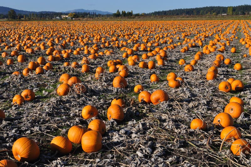 Pumpkin farm stock image. Image of line, island, field - 13251855