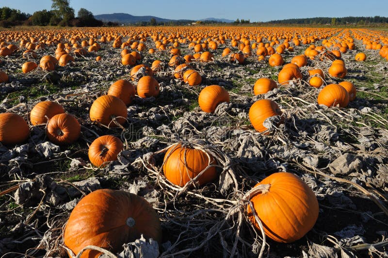 Pumpkin field stock photo. Image of peninsula, field - 13148180