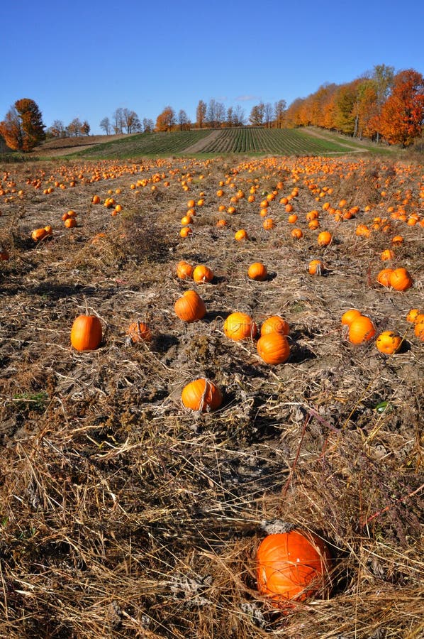 Pumpkin Field stock photo. Image of field, land, agriculture - 16464344