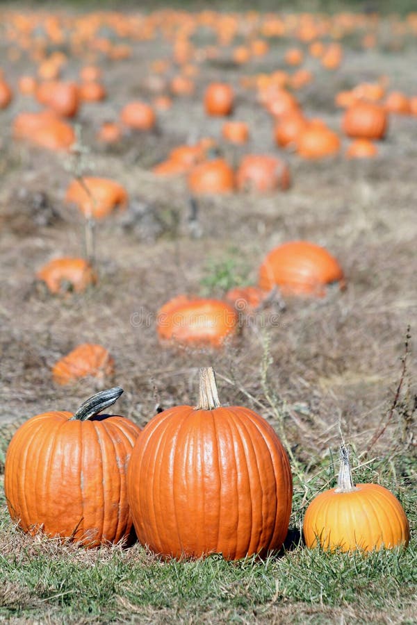 Pumpkin Field stock photo. Image of vegetable, bdingman - 17268770