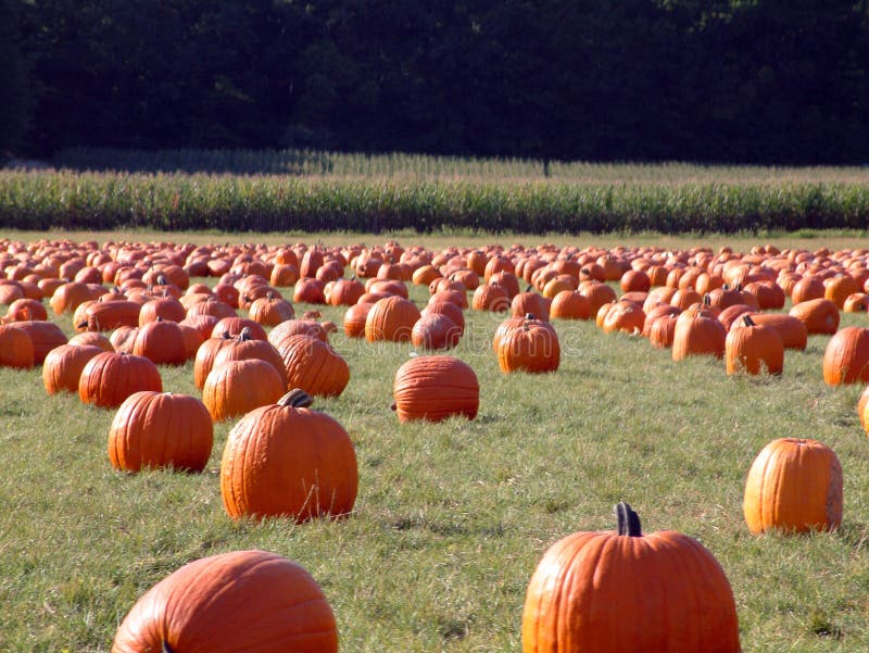 Pumpkin field 2 stock photo. Image of fall, field, food, grass - 4530