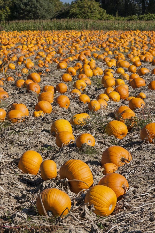 Pumpkin field at sunset stock image. Image of autumn - 20994369