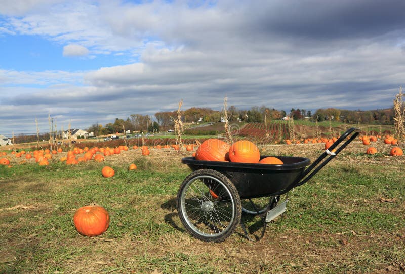 Pumpkin Field stock photo. Image of season, fall, pile - 27495454