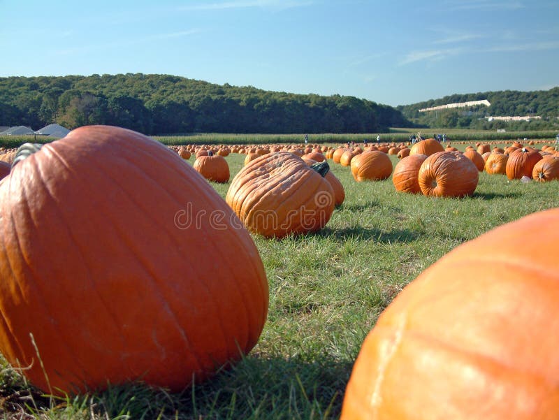 Pumpkin field at sunset stock image. Image of autumn - 20994369