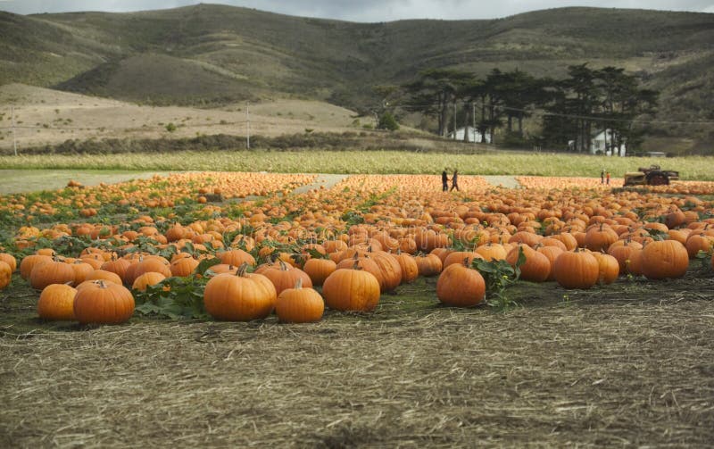 Pumpkin field stock image. Image of family, tradition, autumn - 310241