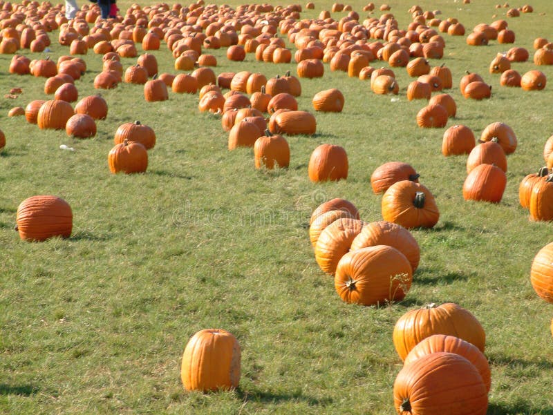 Pumpkin field 2 stock photo. Image of fall, field, food, grass - 4530