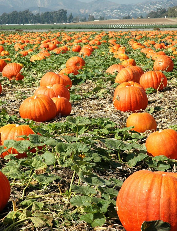 Pumpkin field at sunset stock image. Image of autumn - 20994369