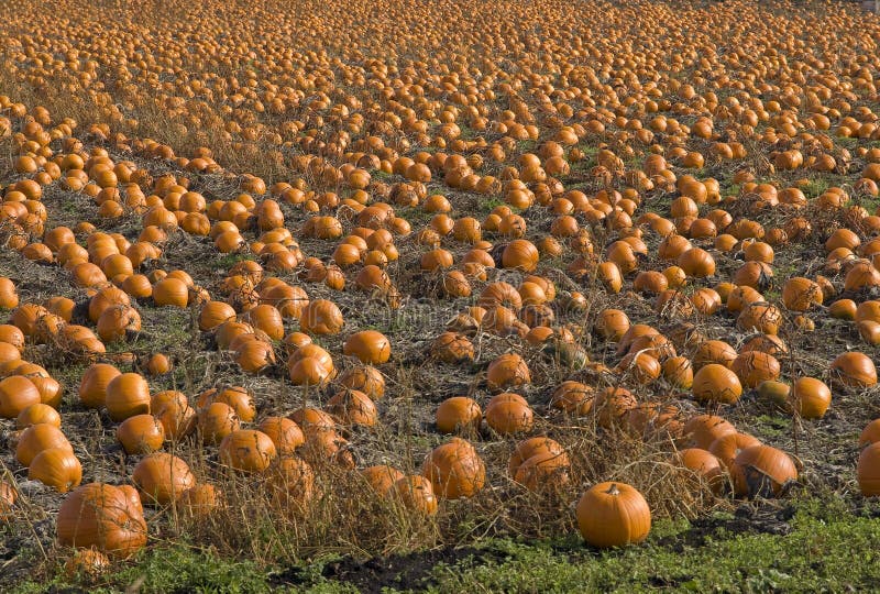 Pumpkins field stock photo. Image of patch, fresh, country - 3442654