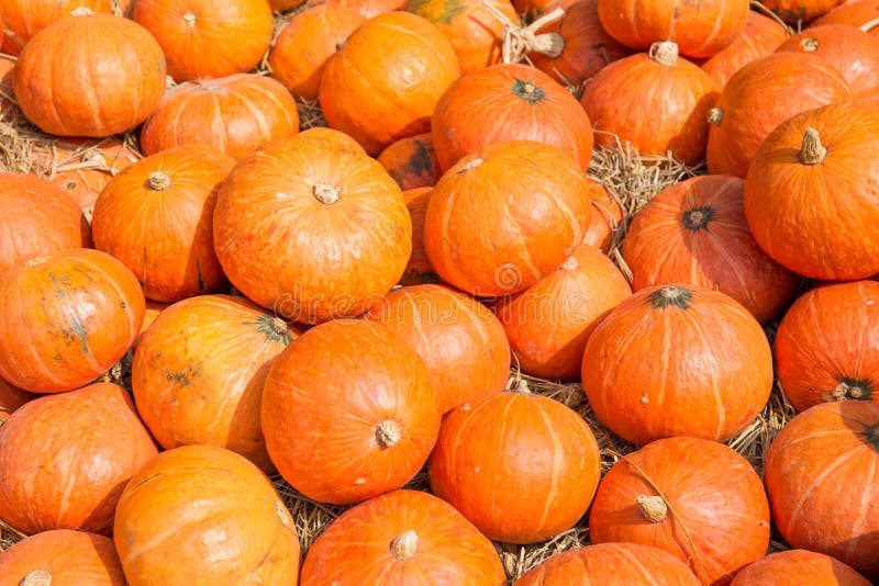 Pumpkin in a Field Background for Fall, Autumn, Halloween Stock Photo ...