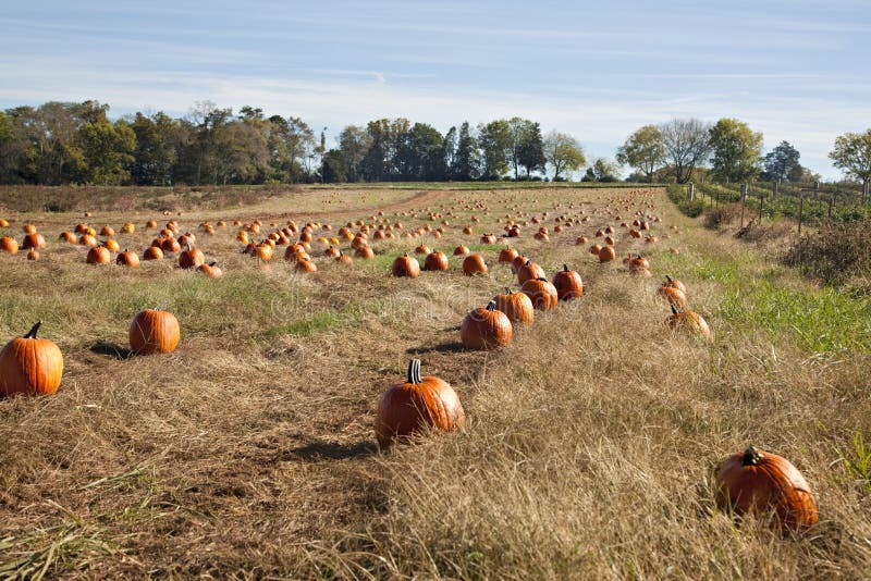 Pumpkin field in Fall stock image. Image of decoration - 11556073