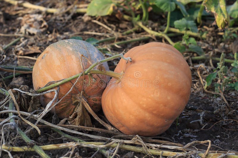 Pumpkin Field in Fall . Pumpkin Patch with Autumn Colors Stock Photo ...