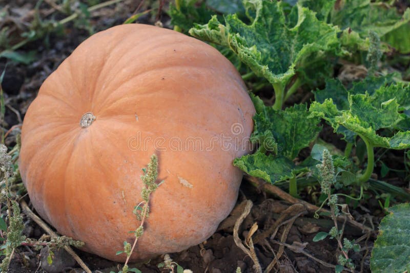 Pumpkin Field in Fall . Pumpkin Patch with Autumn Colors Stock Image ...