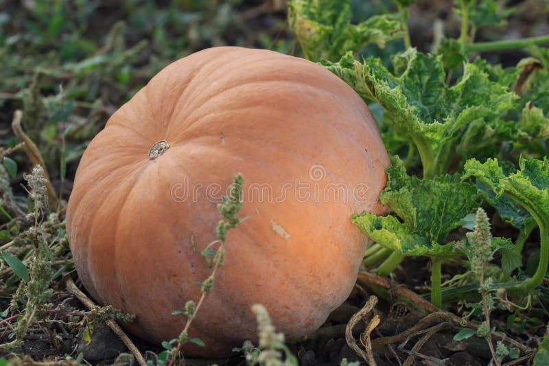 Pumpkin Field in Fall . Pumpkin Patch with Autumn Colors Stock Image ...