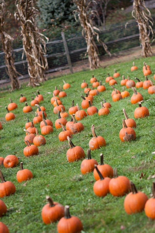 Pumpkin field stock photo. Image of picking, lawn, lots - 34664436