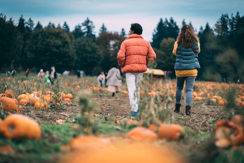Pumpkin Field with People Walking on a Gloomy Day from Behind Stock ...