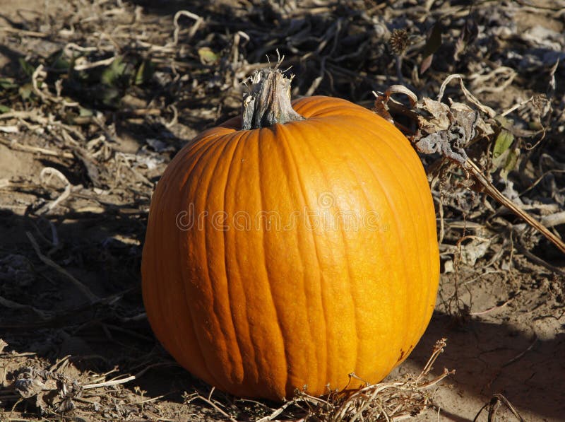 Pumpkin field stock image. Image of field, gourd, vegetable - 49396379