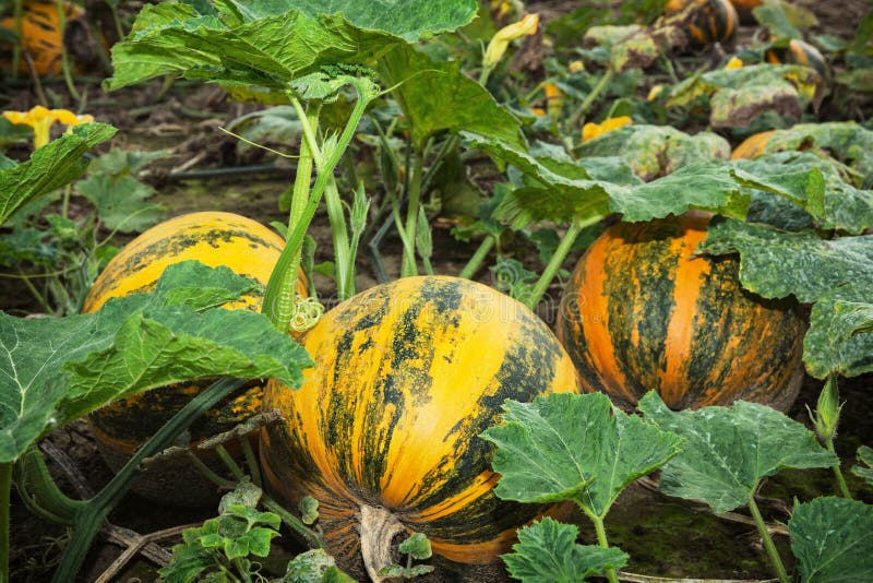 Pumpkin field in september stock image. Image of nature - 44833363