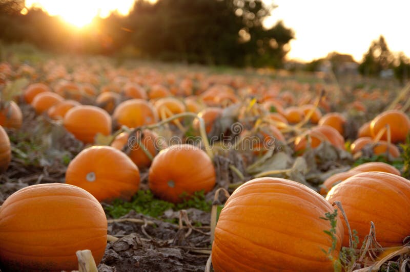 Pumpkin field at sunset stock image. Image of autumn - 20994369