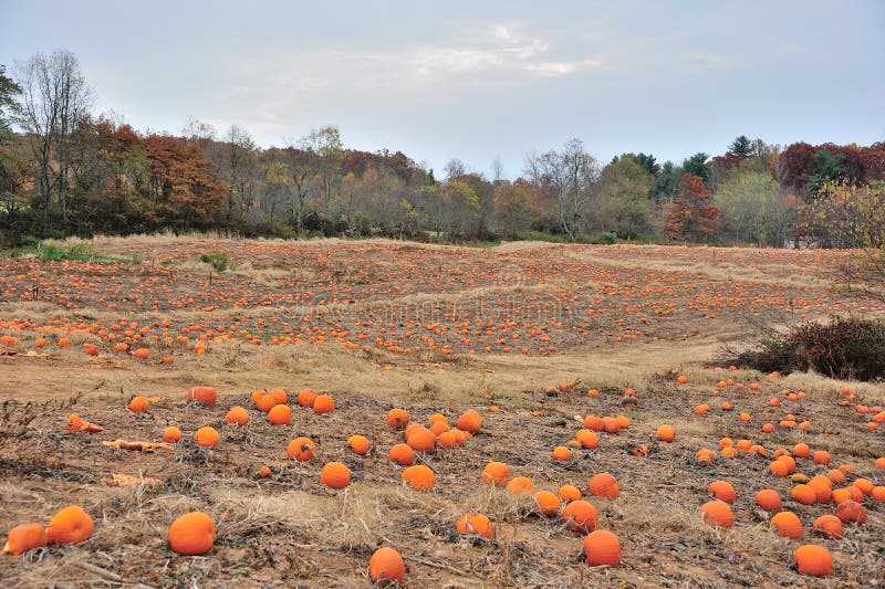 Pumpkin Fields stock image. Image of ready, field, life - 61349857