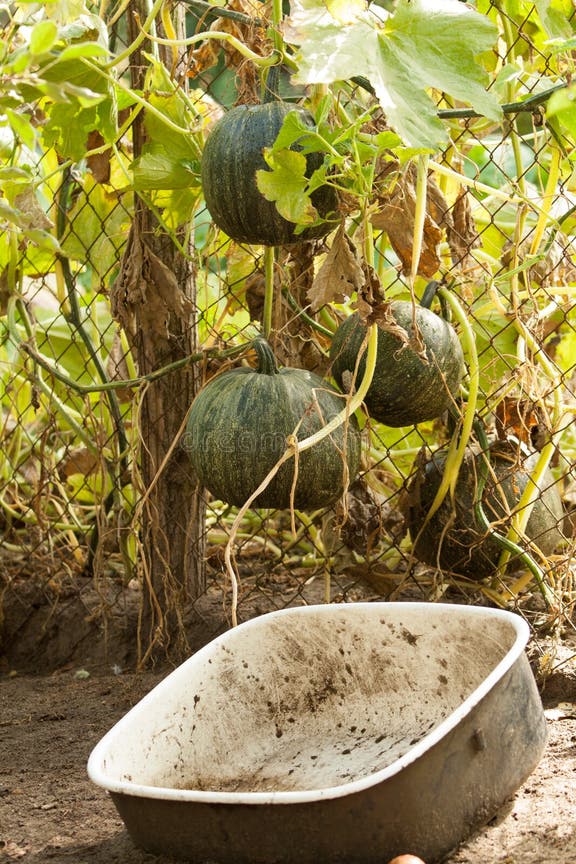 Pumpkin stock image. Image of fetus, flence, green, sink - 89722547