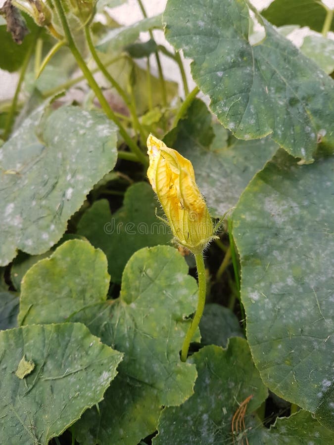 Pumpkin Flower Growing in the Garden Stock Image - Image of flowers ...