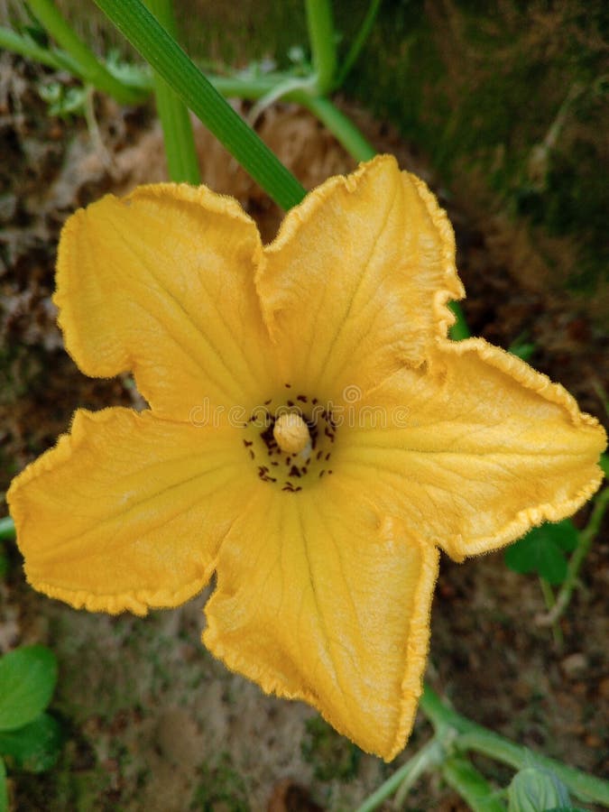 Pumpkin Flower Infested with Hundreds of Insects Stock Photo - Image of ...