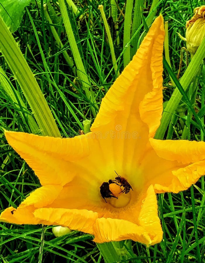 Pumpkin Flower W Pollinators Stock Photo - Image of black, eyed: 229044814