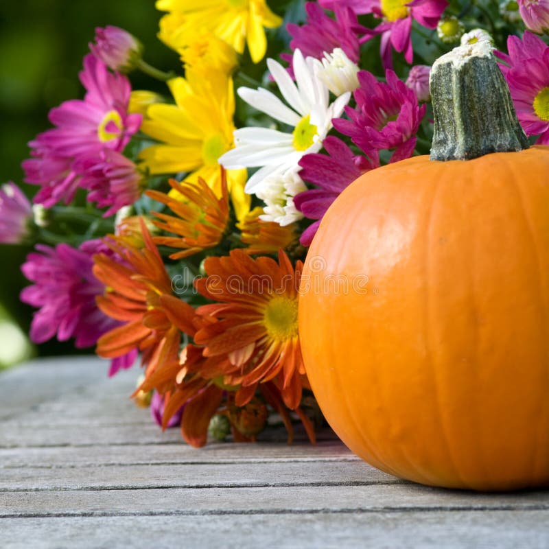Pumpkins and Rust Colored Mums Stock Photo - Image of stacked, rustic ...