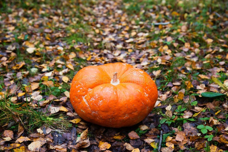 Pumpkin in the forest stock image. Image of color, autumn - 78395513