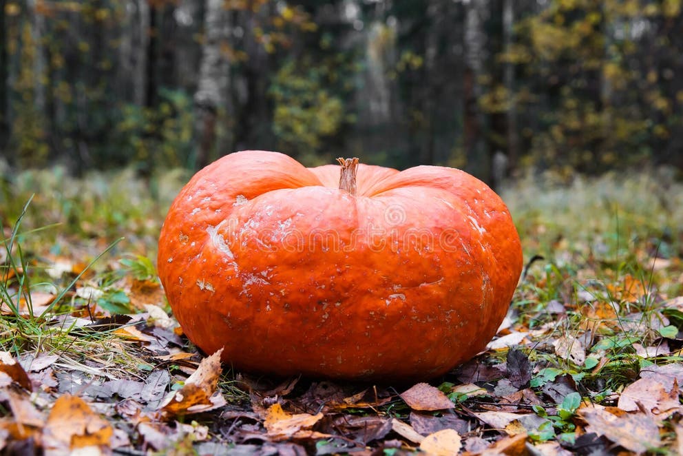 Pumpkin in the forest stock image. Image of closeup, glowing - 78395525