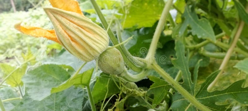 Pumpkin Fruit is Bearing Fruit Pumpkins are Bearing Fruit in the Garden ...