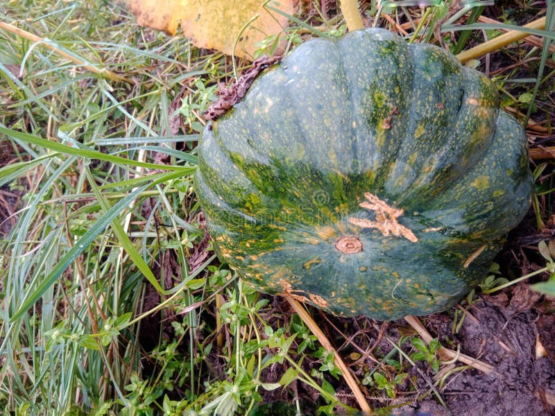 Pumpkin Fruit Growing Near the House without Care Stock Image - Image ...