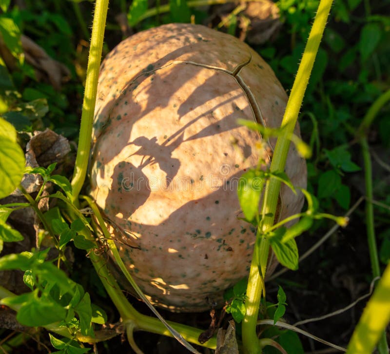 Pumpkin Fruit Grows in the Grass in Nature Stock Image - Image of fruit ...