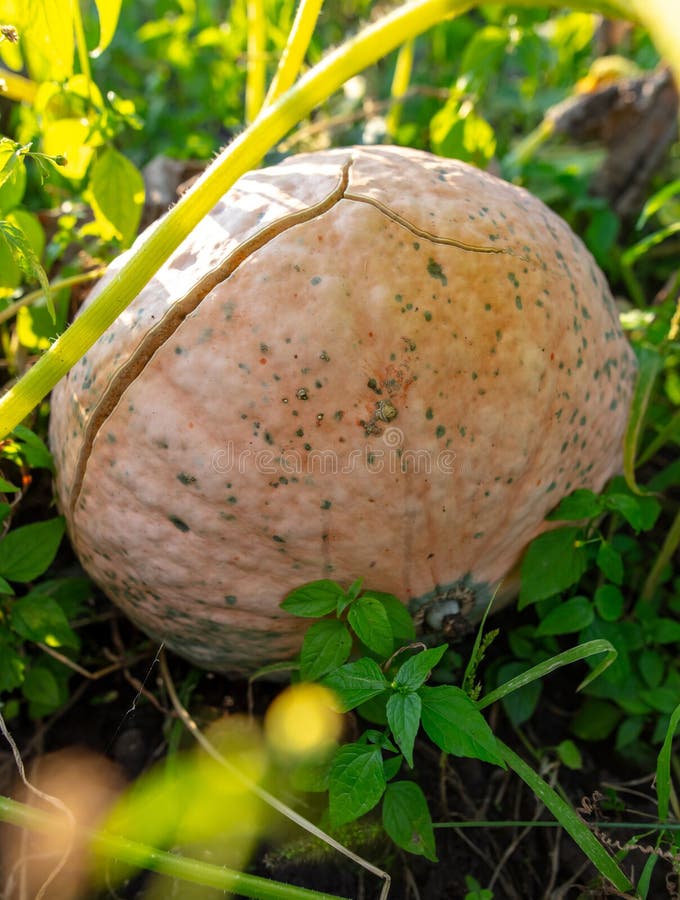 Pumpkin Fruit Grows in the Grass in Nature Stock Image - Image of ...