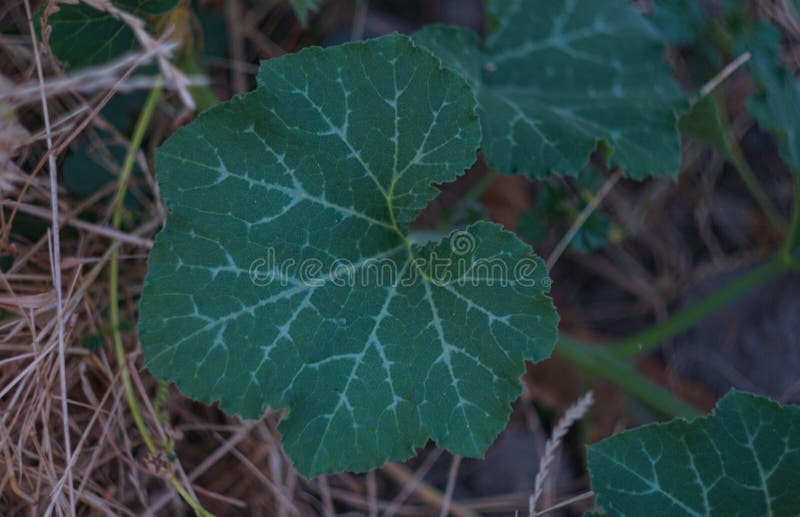 Pumpkin Fruit is a Young Shoot Stock Photo - Image of squash, leaf ...