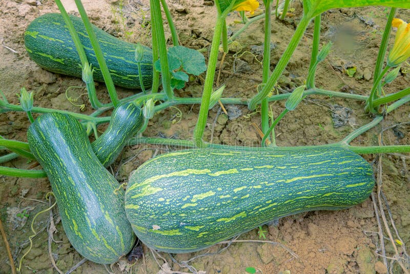 Pumpkin fruits stock image. Image of cropland, fruits - 194092037