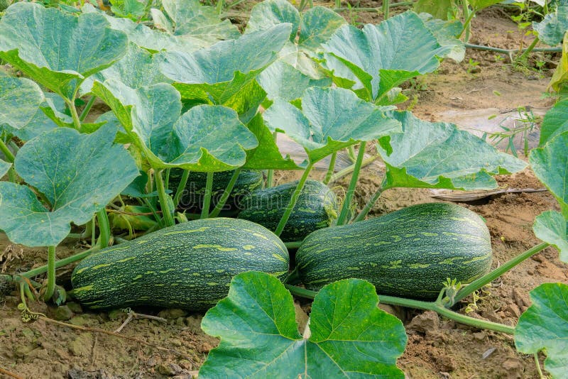 Pumpkin fruits stock photo. Image of land, branch, cropland - 194091914