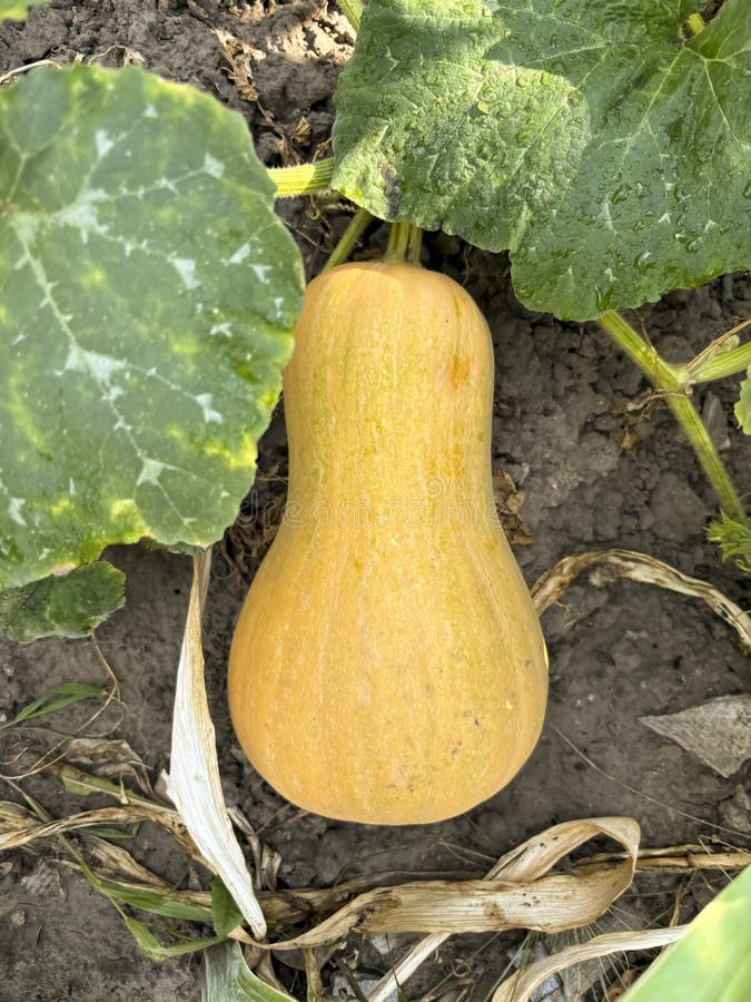 Pumpkin in the Garden - Cultivation. Development of the Pumpkin Plant ...