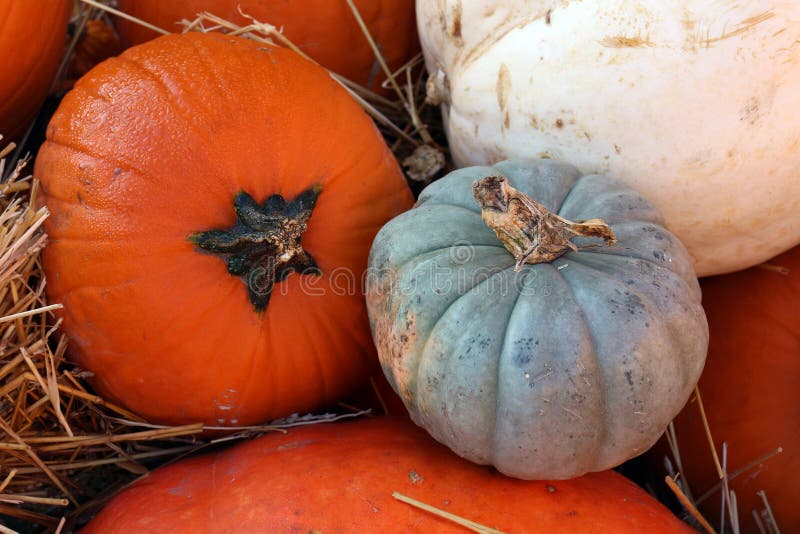 Pumpkin stock photo. Image of autumn, bumpy, market - 108187246