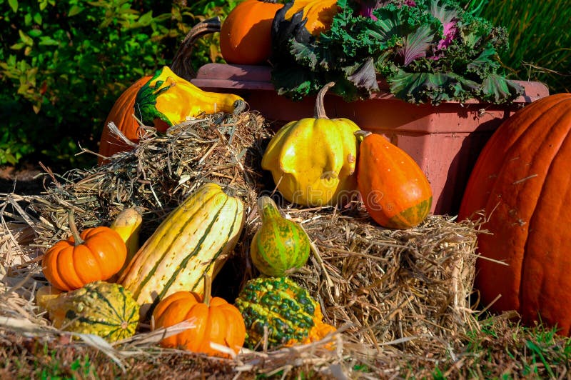 Pumpkin Gourds and Other Fall Vegetables. Stock Image - Image of fall ...