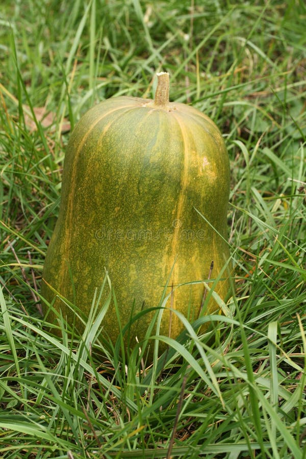 Pumpkin in the grass stock image. Image of garden, round - 16537923