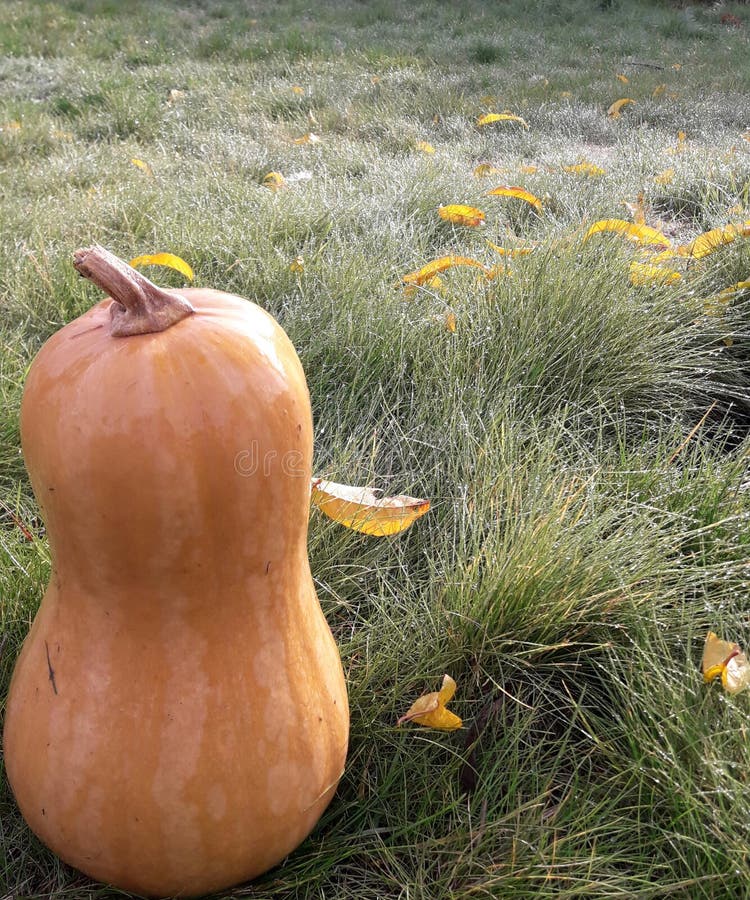 Pumpkin on the grass stock photo. Image of grass, green - 102244000