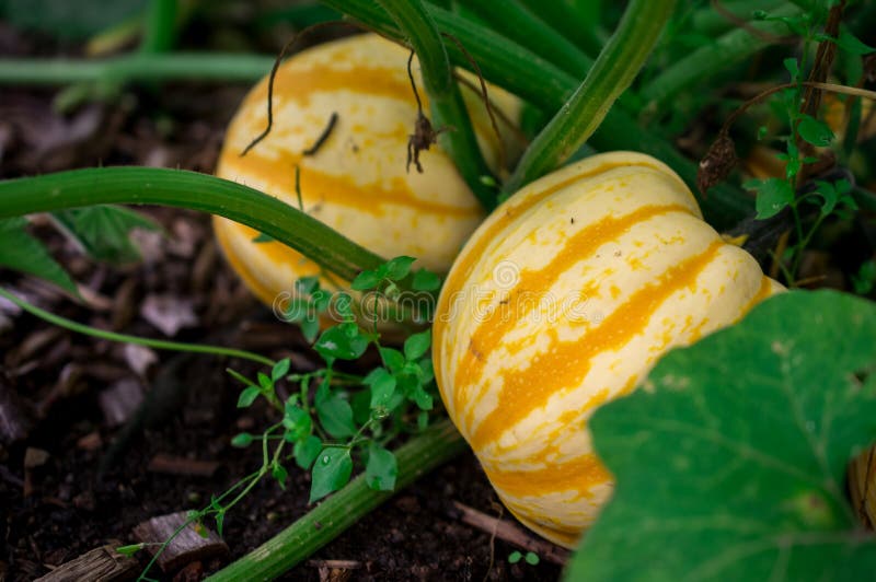 Pumpkin Growing In A Farmer’s Pumpkin Patch Stock Photo - Image of fall ...