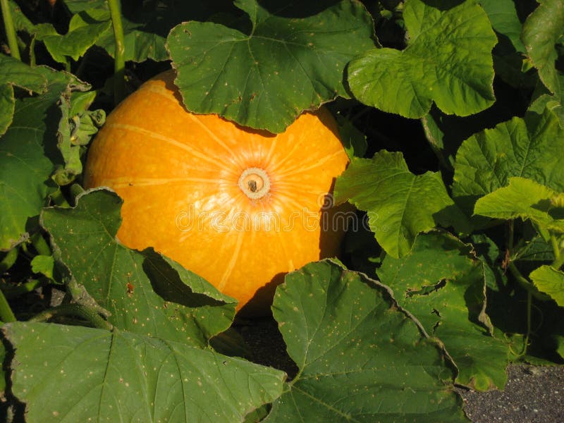 Pumpkin Growing in the Garden Stock Image - Image of farming, closeup ...