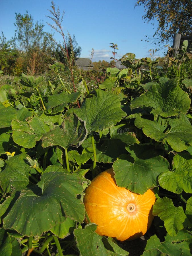 Pumpkin Growing in the Garden Stock Photo - Image of farm, fresh: 94033796